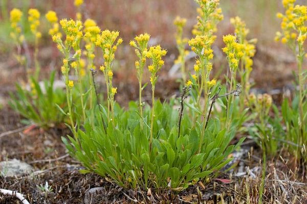 Solidago simplex - Puget Prairie Plants