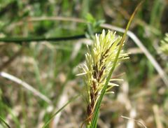 Carex inops - Puget Prairie Plants