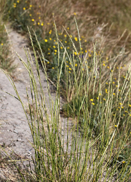 Elymus trachycaulus - Puget Prairie Plants