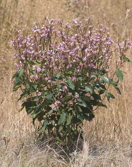 Apocynum androsaemifolium - Puget Prairie Plants