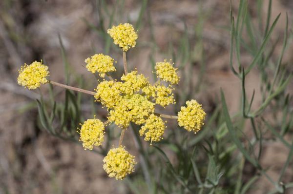 Lomatium triternatum - Puget Prairie Plants