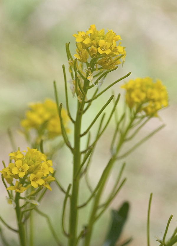 Barbarea orthoceras - Puget Prairie Plants