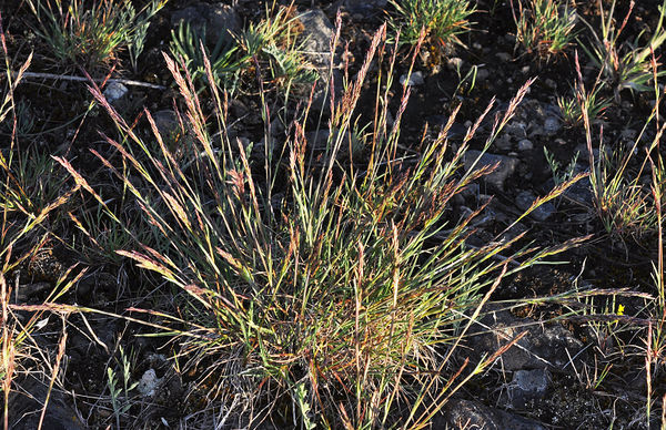 Poa secunda - Puget Prairie Plants